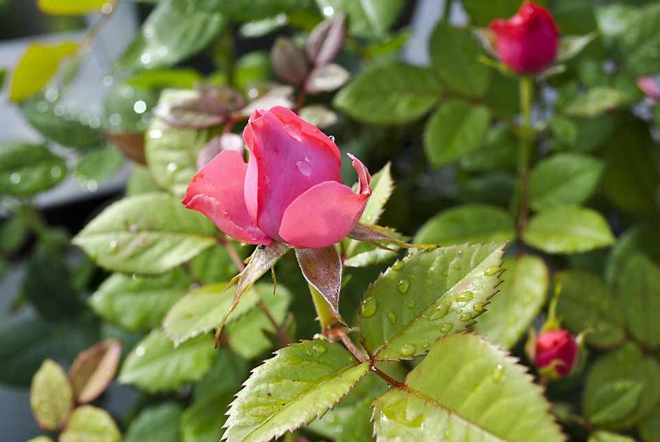 Des Roses Plante La Nature - Photo gratuite sur Pixabay - Pixabay