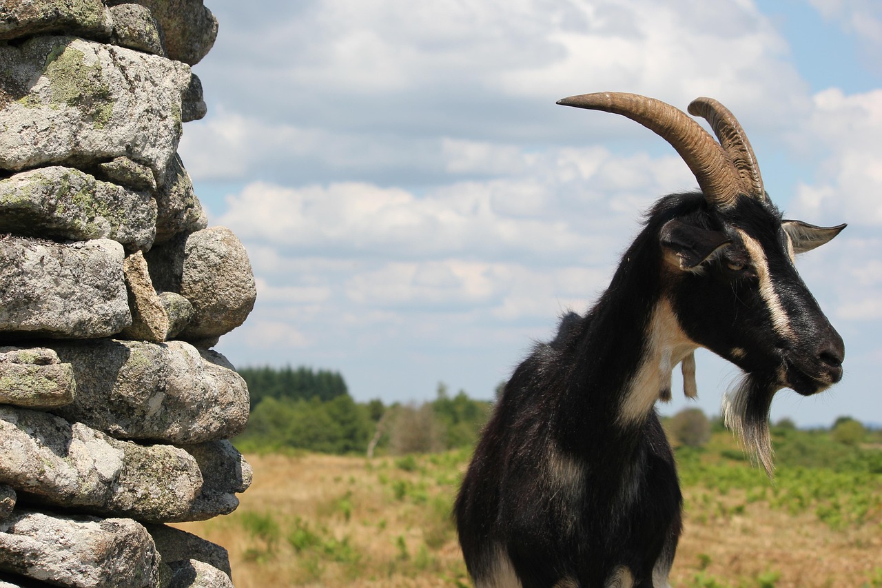 Více než 5 000 obrázků na téma Goat Sacrifice a Koza zdarma - Pixabay