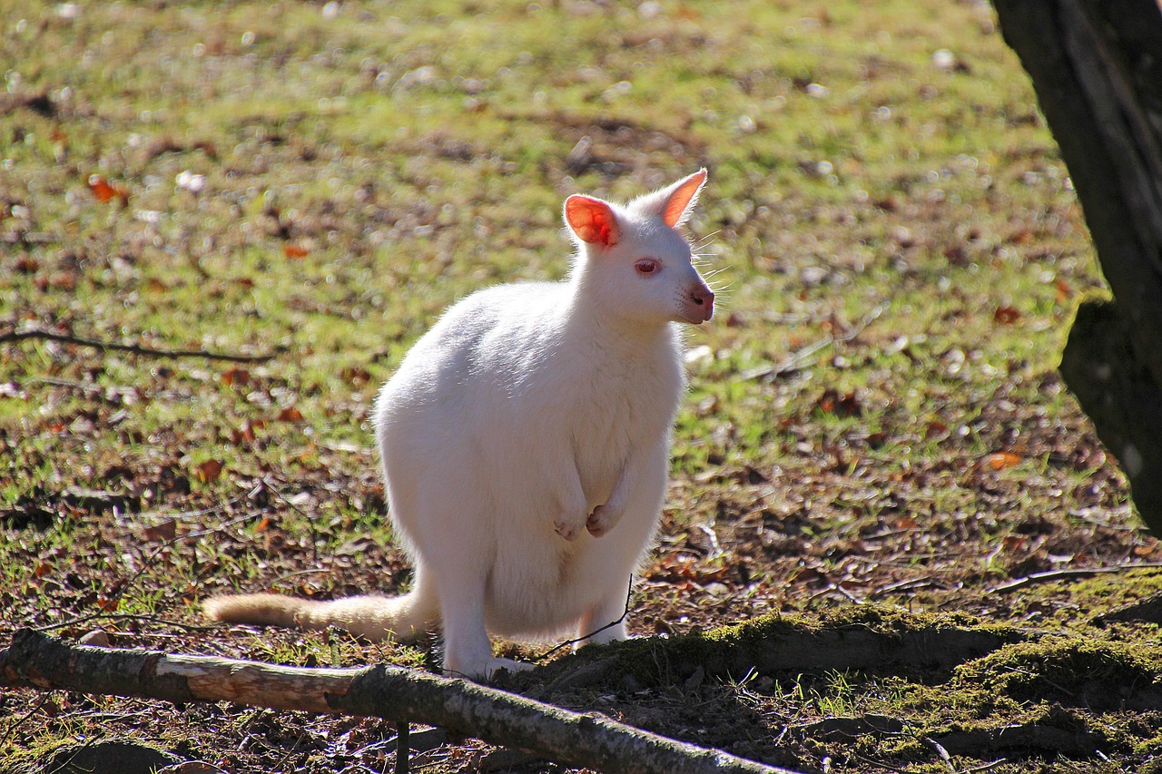 Kangaroo Animal Albino - Free photo on Pixabay - Pixabay