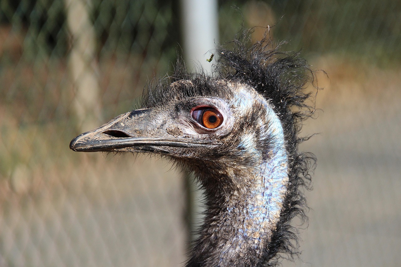 300+ Free Emu & Nature Photos - Pixabay