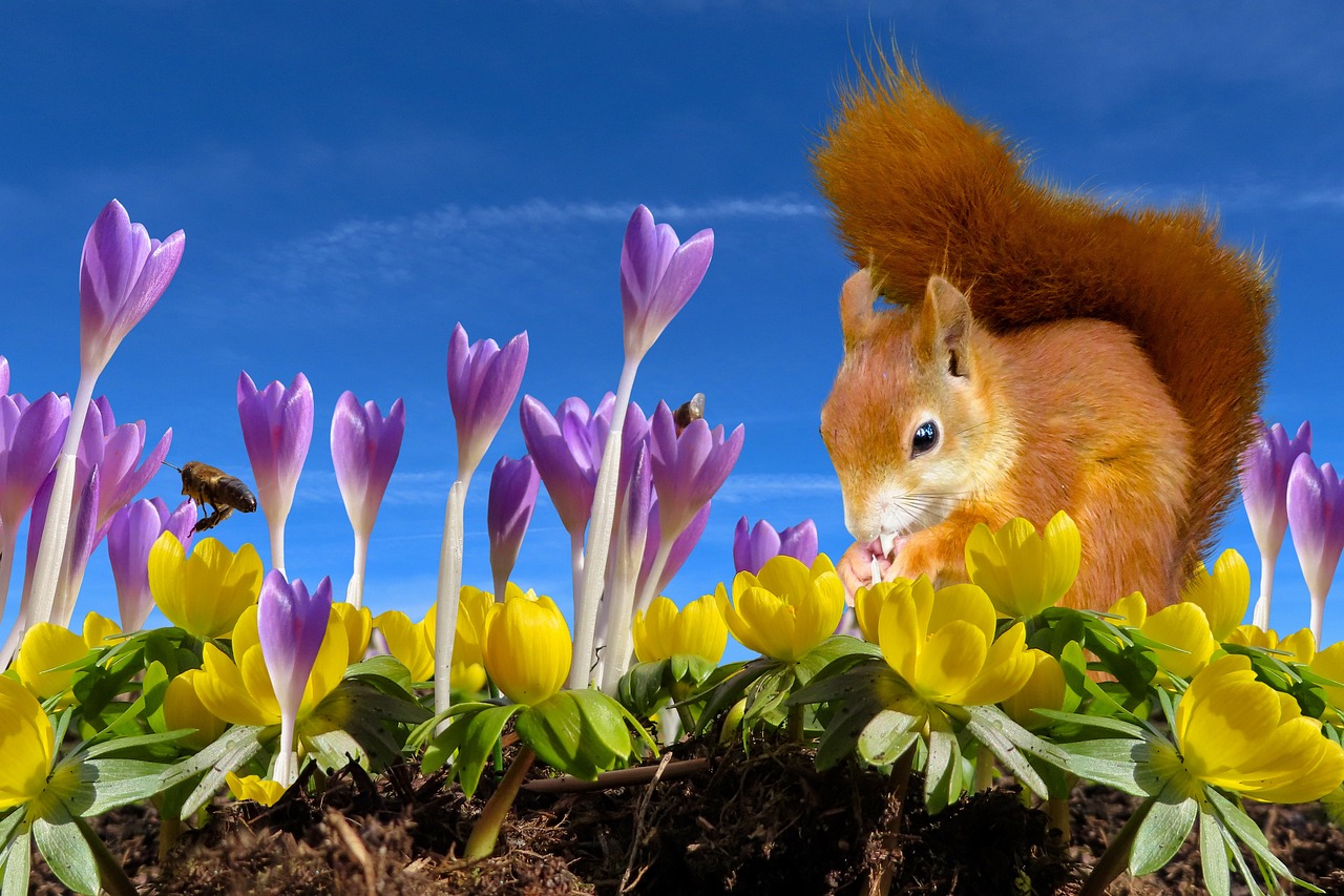 La Nature Le Printemps Sentiments - Photo gratuite sur Pixabay - Pixabay