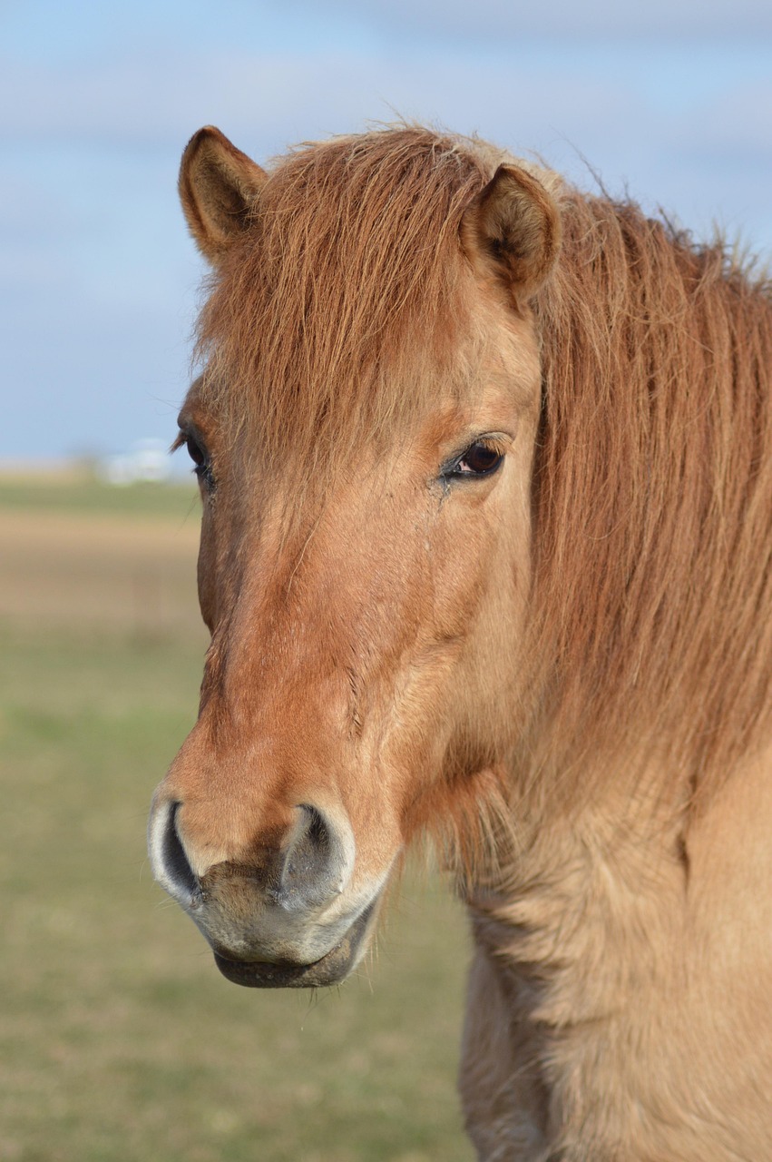 Horse Mare Mane - Free photo on Pixabay - Pixabay