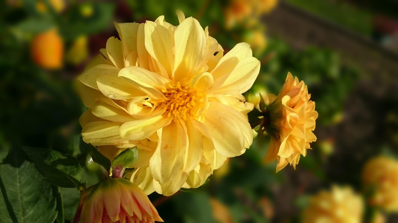 Flor Jardín Amarillo - Foto gratis en Pixabay - Pixabay