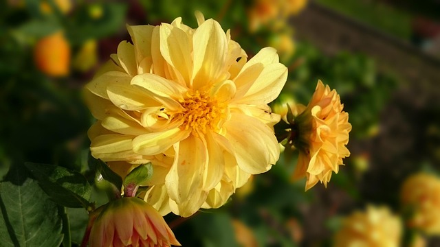 Bunga Taman Kuning - Foto gratis di Pixabay - Pixabay