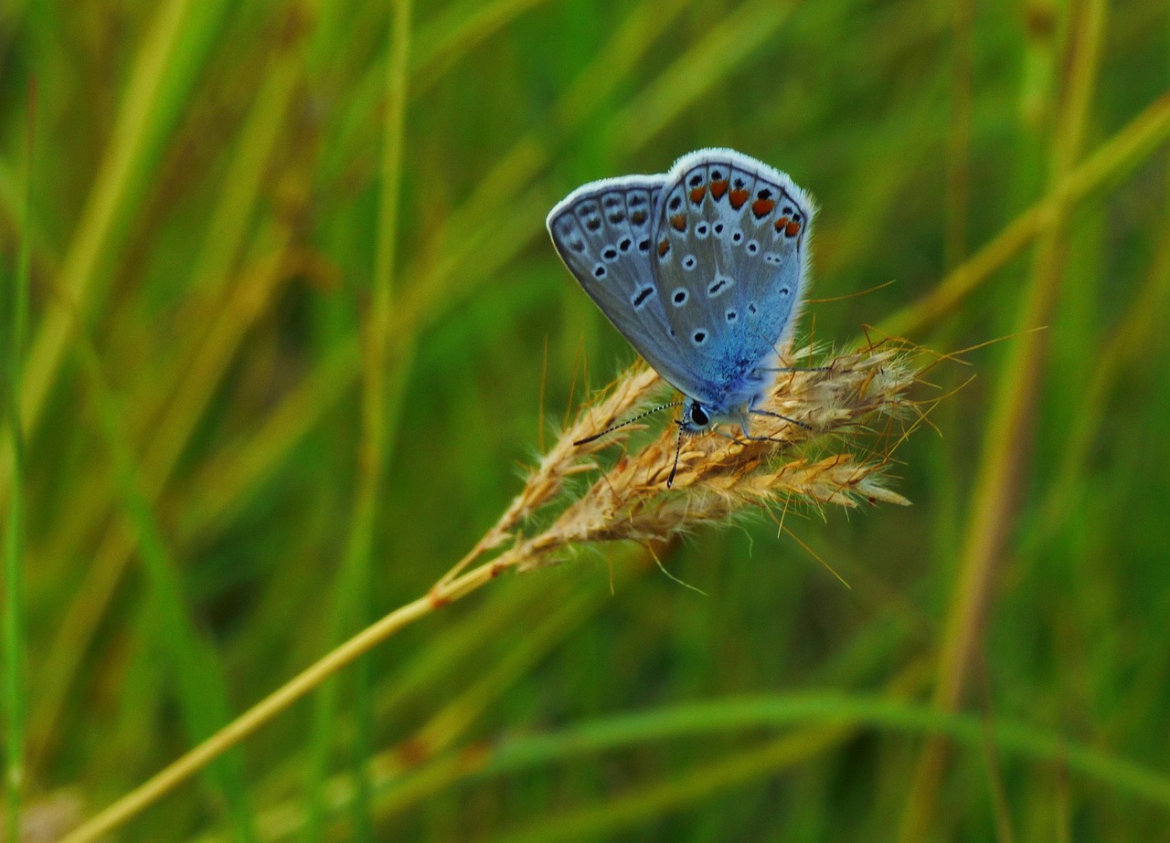 Mariposas Verde Naturaleza - Foto gratis en Pixabay - Pixabay