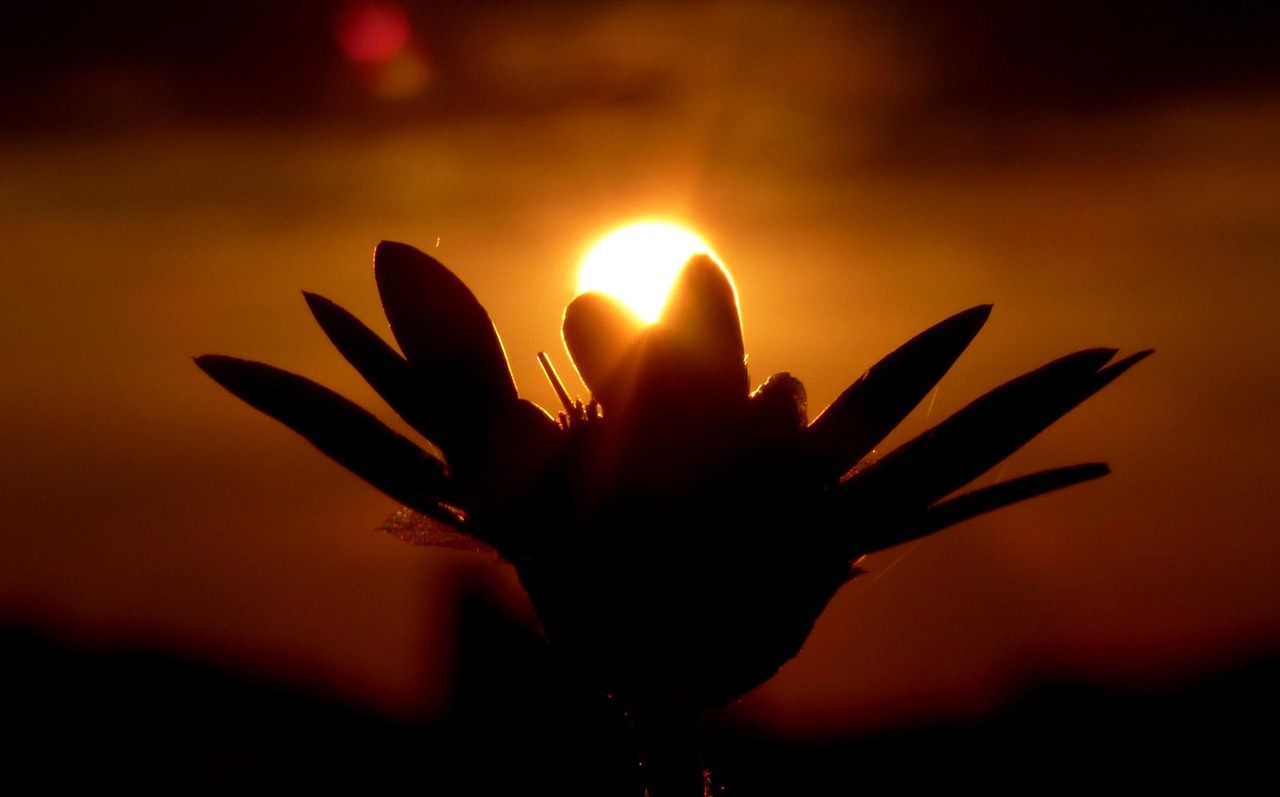 Flower Sunset Nature - Free photo on Pixabay - Pixabay