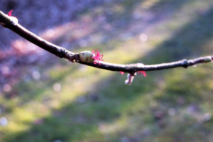 100+ Free Flower Hazel & Witch Hazel Images - Pixabay