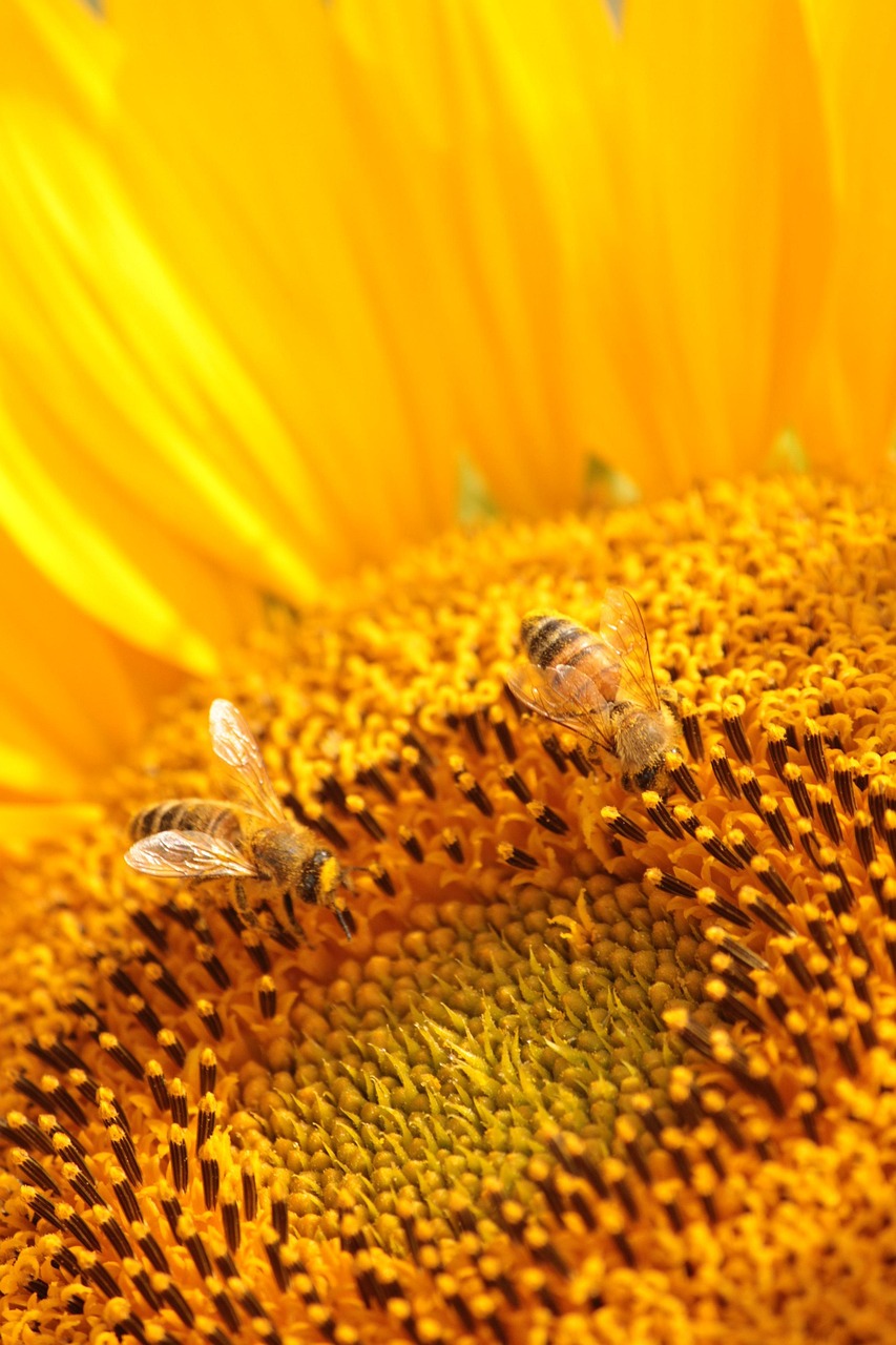 Girasol Flor Naturaleza - Foto gratis en Pixabay