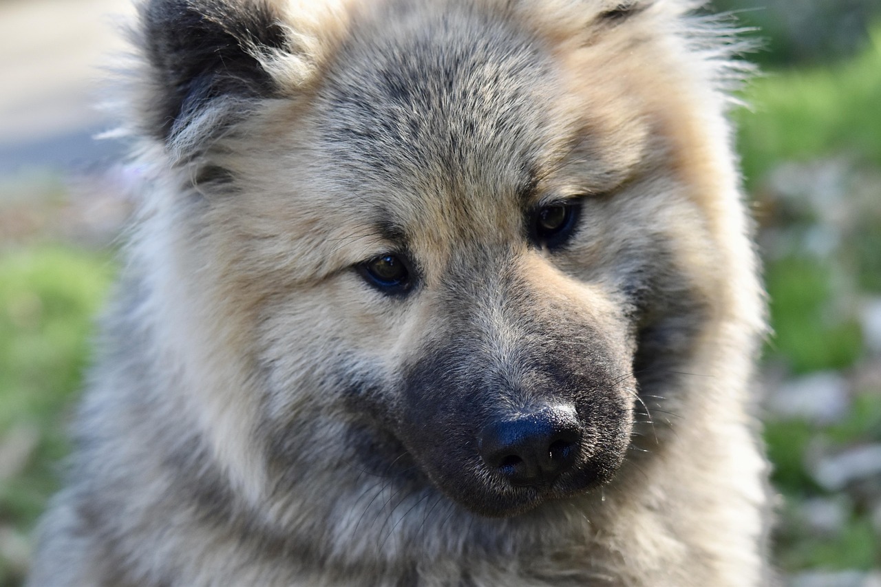 狗 肖像狗Eurasier Eurasier - Pixabay上的免费照片 - Pixabay