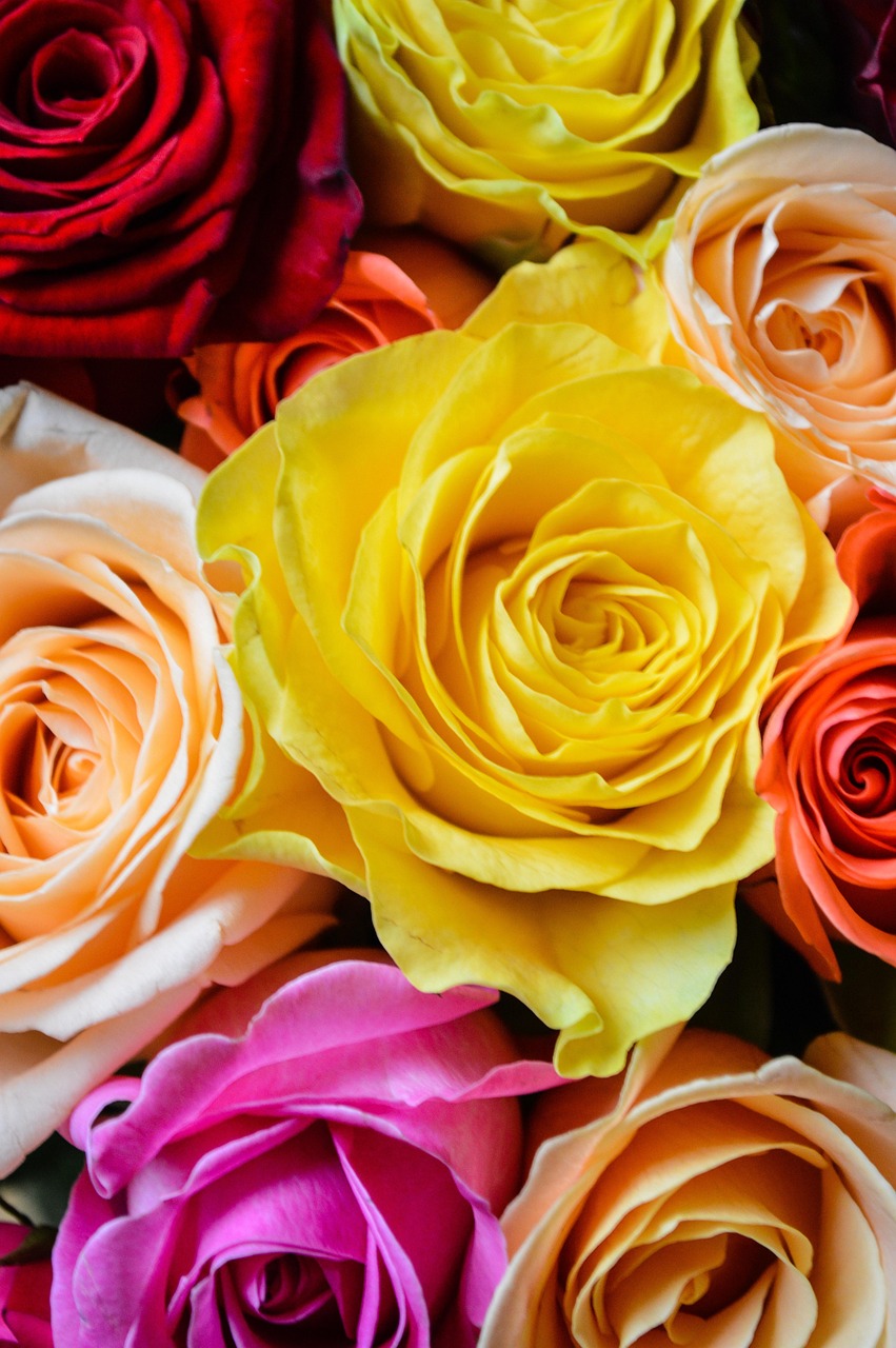 International Women'S Day Postcard - Free photo on Pixabay - Pixabay