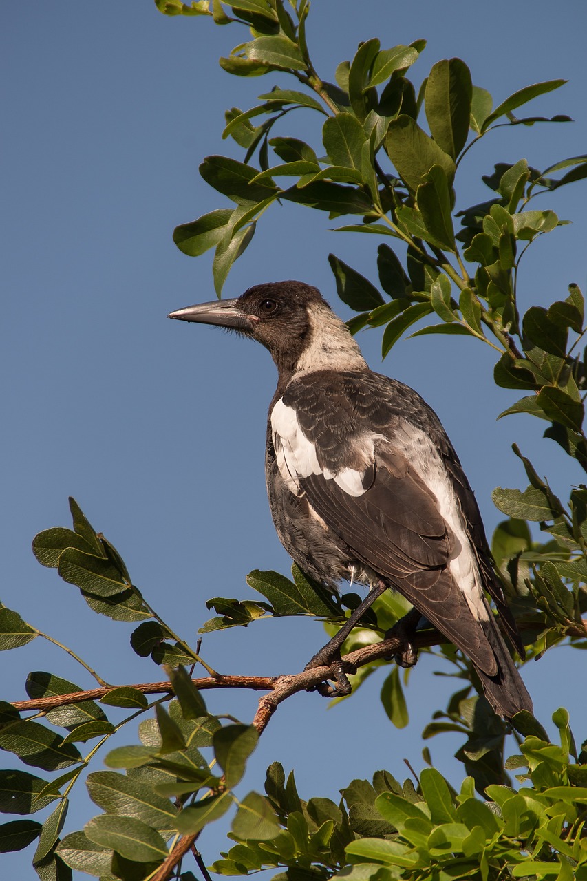 3,000+ Free Australian Magpie & Magpie Images - Pixabay