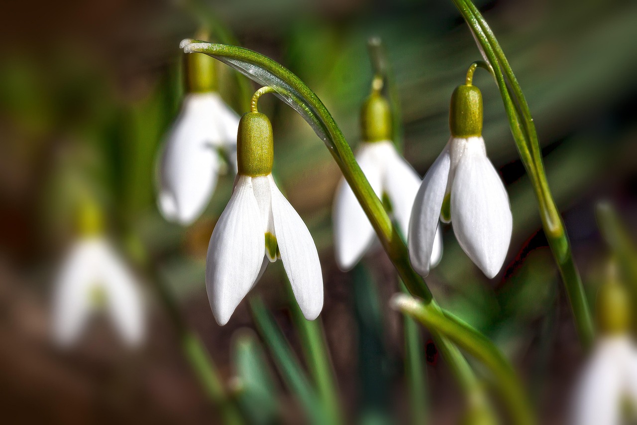 Perce-Neige Fleur Flore - Photo gratuite sur Pixabay - Pixabay