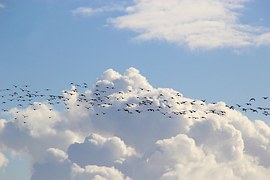 Wildgänse Vogelschwarm Zugvogel - Kostenloses Foto auf Pixabay