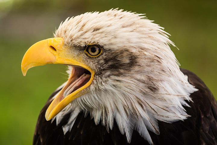 Adler Bilder - Pixabay - Kostenlose Bilder herunterladen