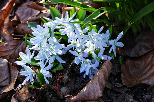 Blue Star Scilla Blossom - Free photo on Pixabay - Pixabay