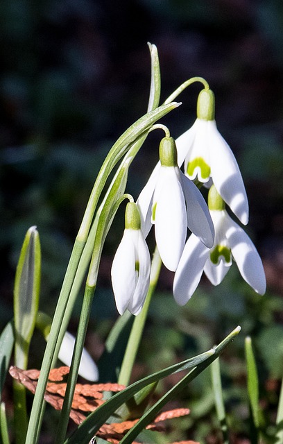 Perce-Neige Fleur Plante De - Photo gratuite sur Pixabay - Pixabay