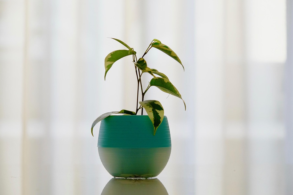 Plant Pot Room - Free photo on Pixabay