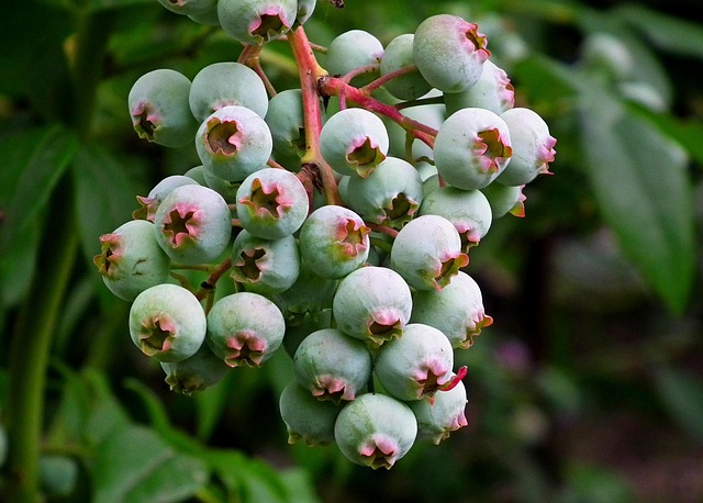 Blueberry Fruit Nature - Free photo on Pixabay - Pixabay