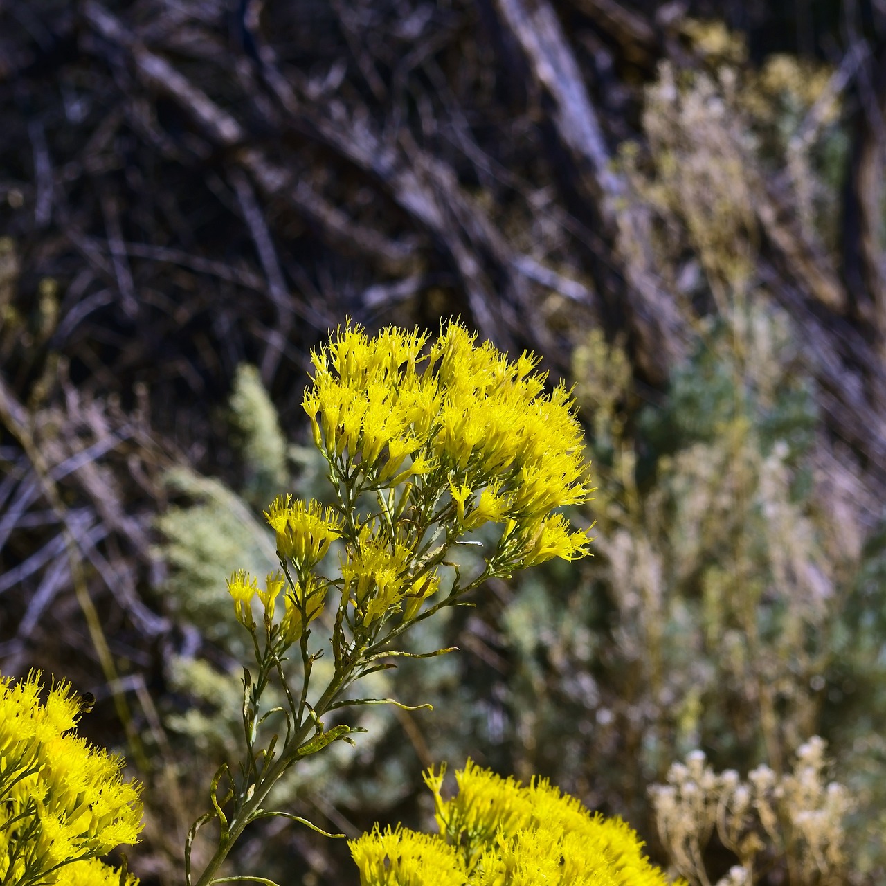 30 多张免费的“Bee Og Rabbitbrush”和“自然”照片 - Pixabay