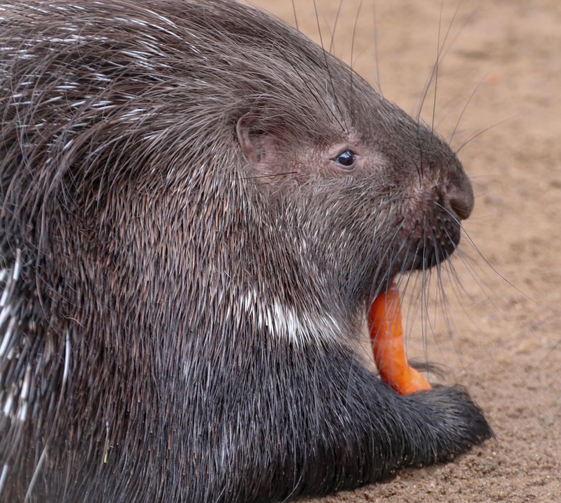 Porcupine Rodent Spur - Free photo on Pixabay - Pixabay