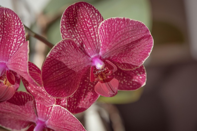Anggrek Mekar Bunga - Foto gratis di Pixabay - Pixabay
