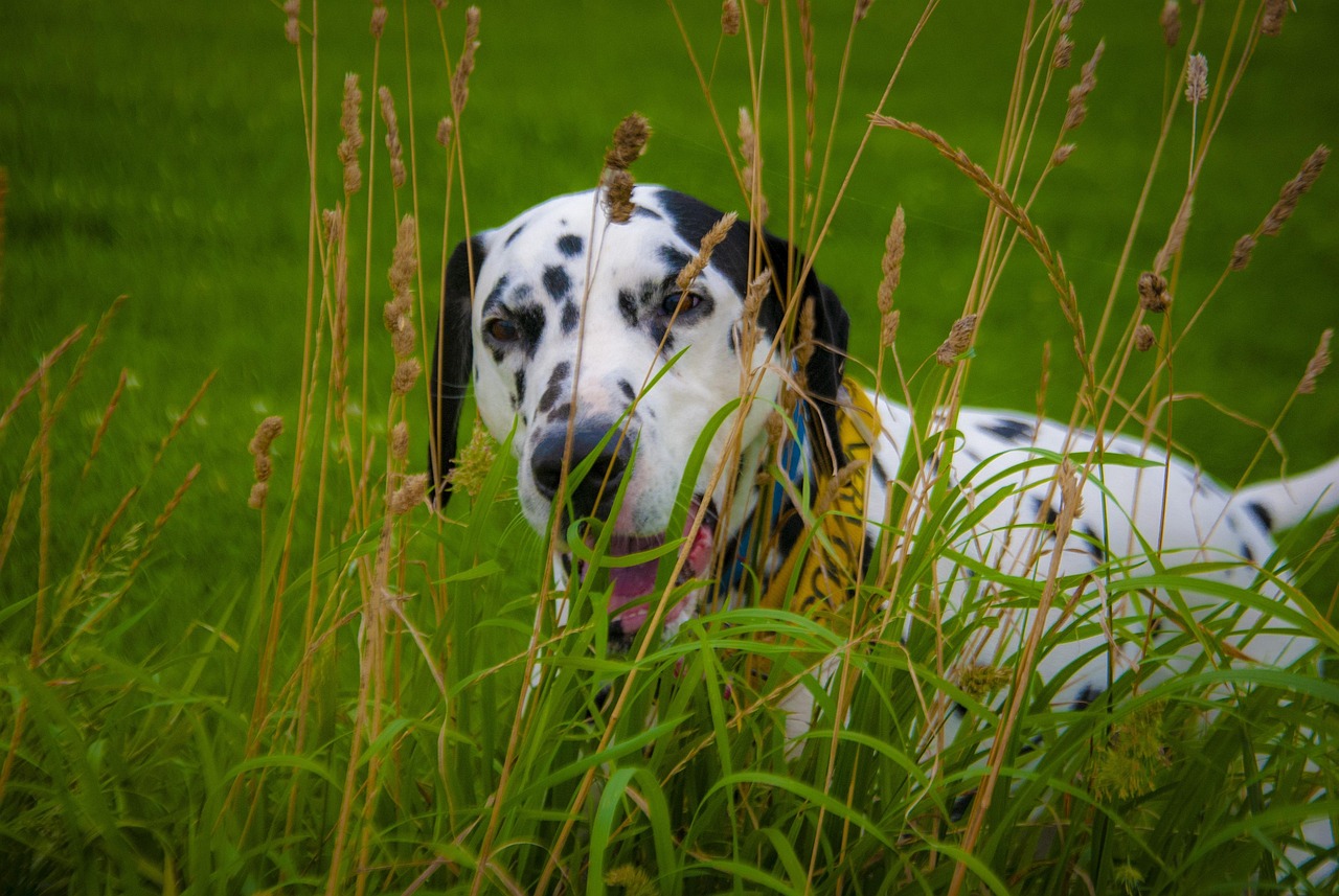 Dalmatien Cache Jeu De Combat - Photo gratuite sur Pixabay - Pixabay