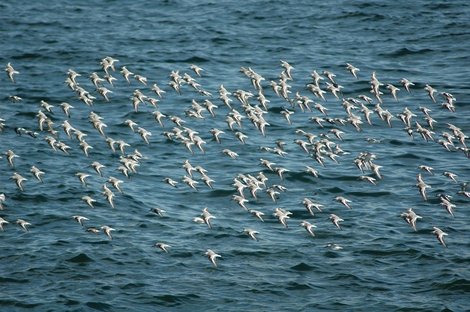 Camar Laut Burung-Burung - Foto gratis di Pixabay - Pixabay