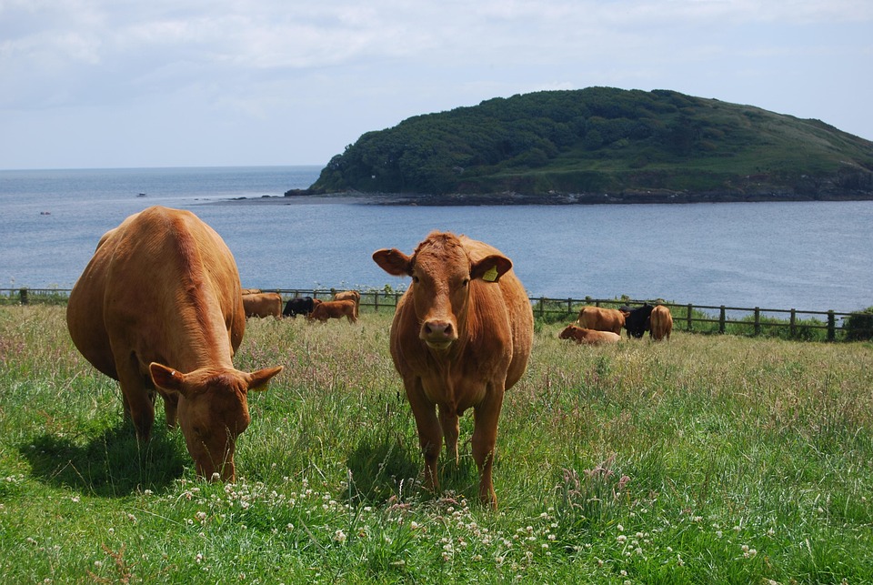 Cow Island - Free photo on Pixabay - Pixabay