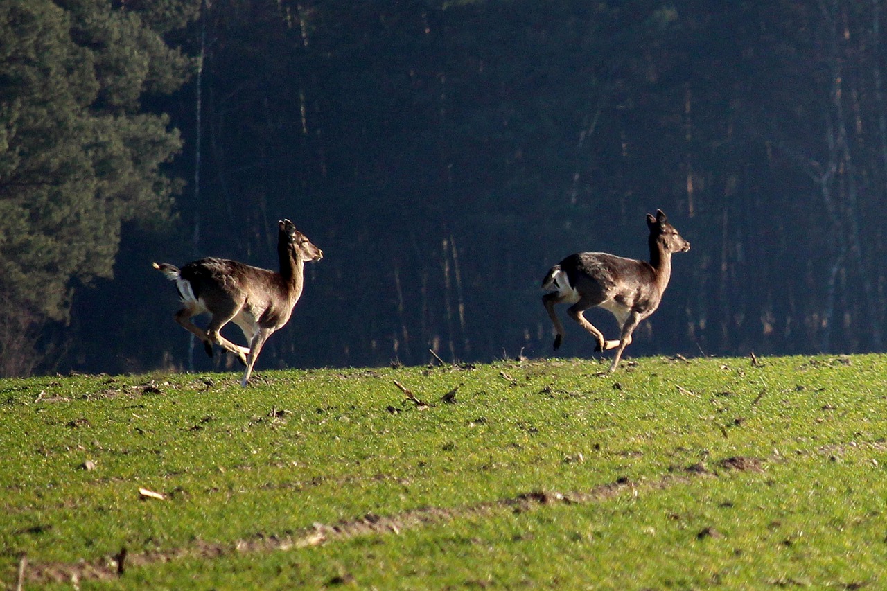 Fallow Deer Leap Fields Forest - Free photo on Pixabay