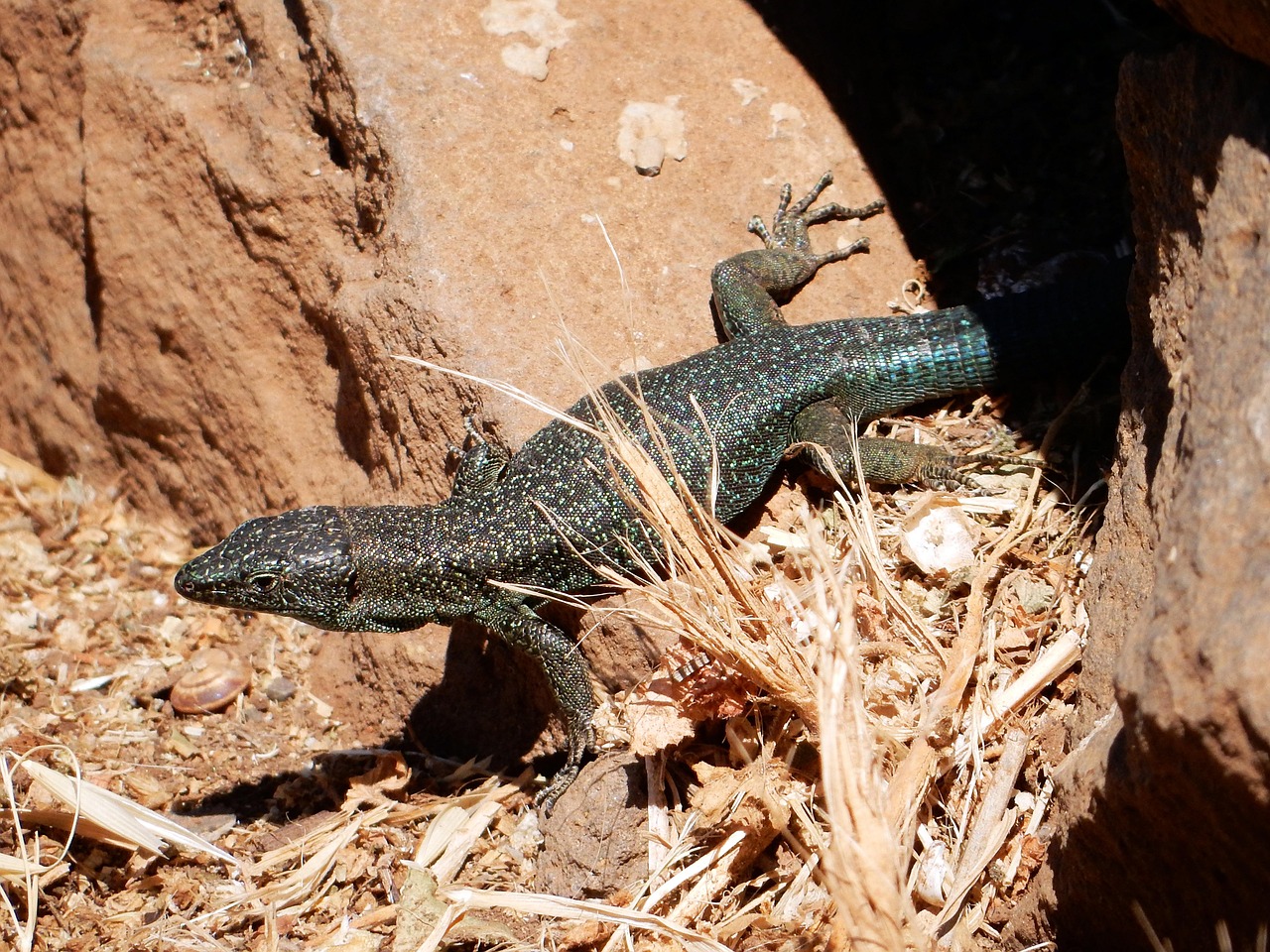 Madeira Lizard Nature - Free photo on Pixabay - Pixabay