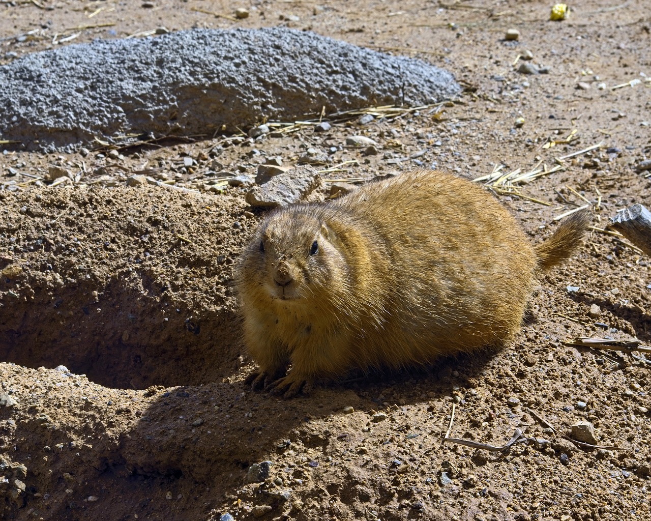 Chubby Prairie Dog Rodent Nature - Free photo on Pixabay