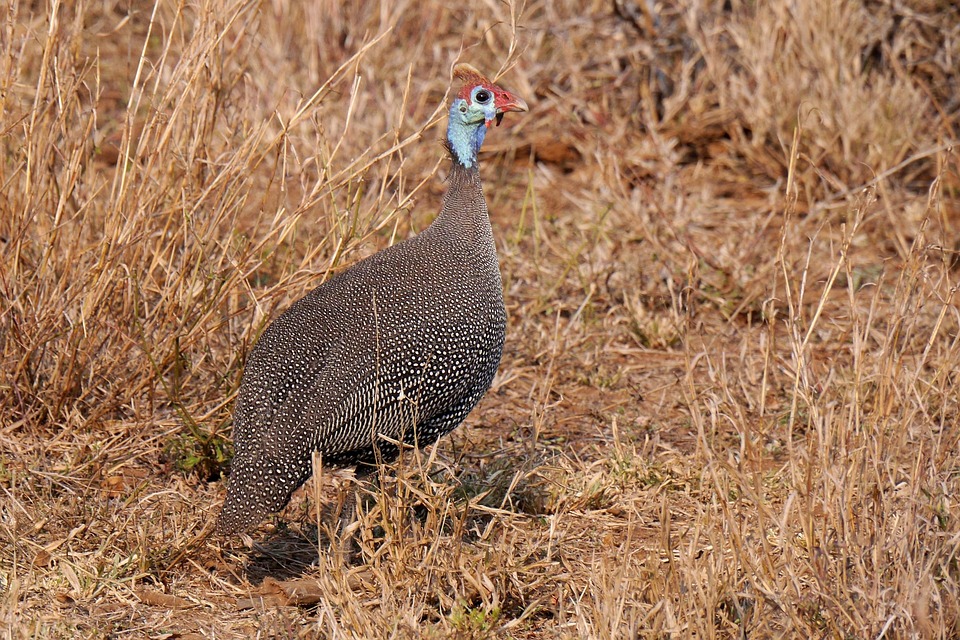 Guinea Fowl Bird Wildlife - Free photo on Pixabay