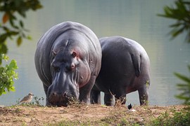 Hippopotamus Hippo Zoo - Free photo on Pixabay