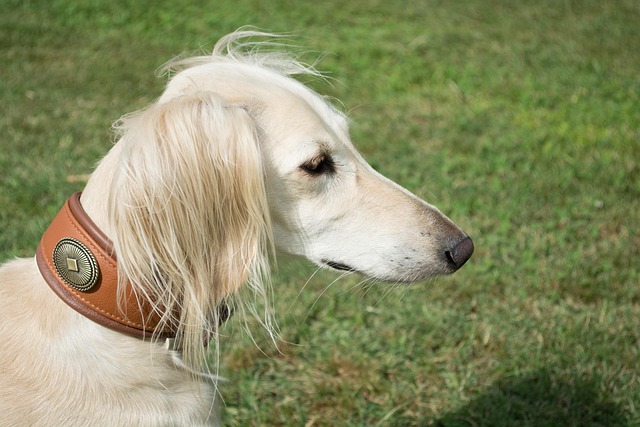 Dogs Playing Saluki Persian - Free photo on Pixabay - Pixabay