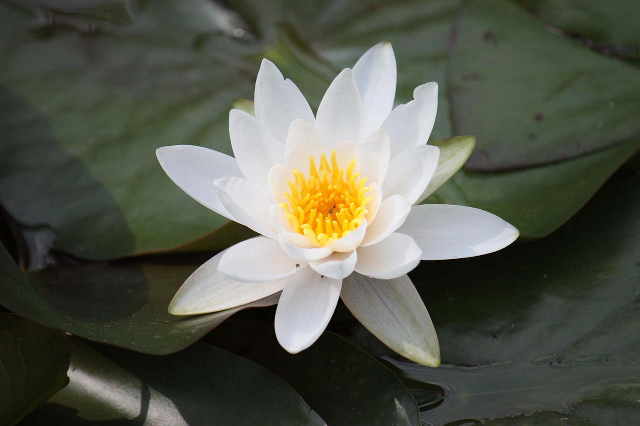 Lotus Flower Zen Japan - Free photo on Pixabay - Pixabay