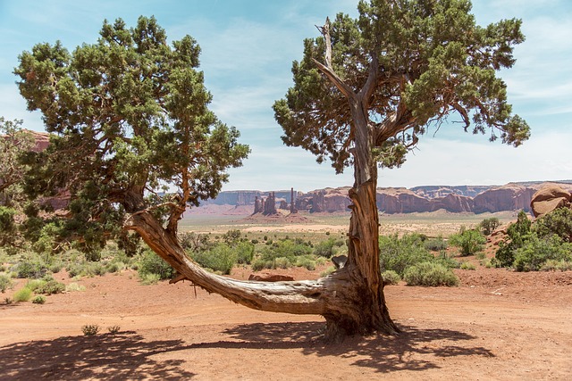 Monument Valley Tree Landscape - Free photo on Pixabay
