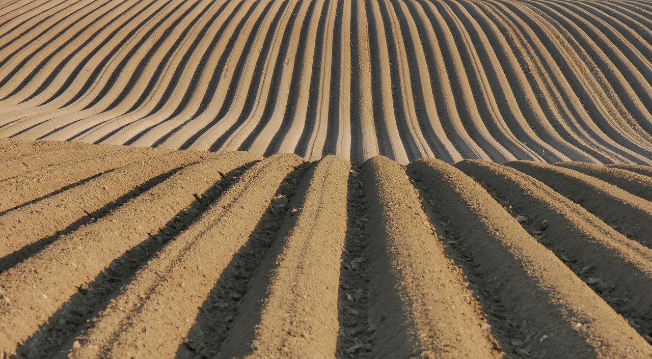 70,000+ Free Potato Field & Potato Photos - Pixabay