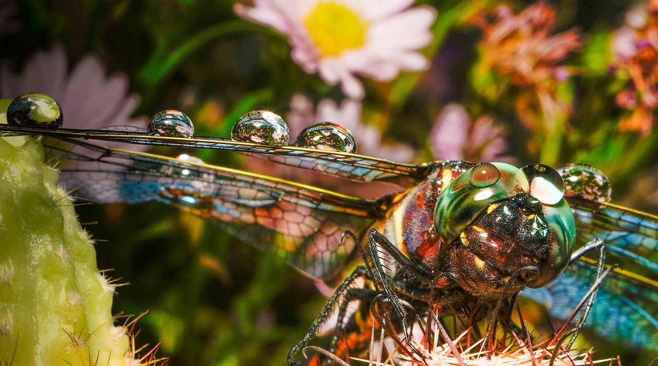 6,000+ Dragonfly Pictures & Images [HD] - Pixabay