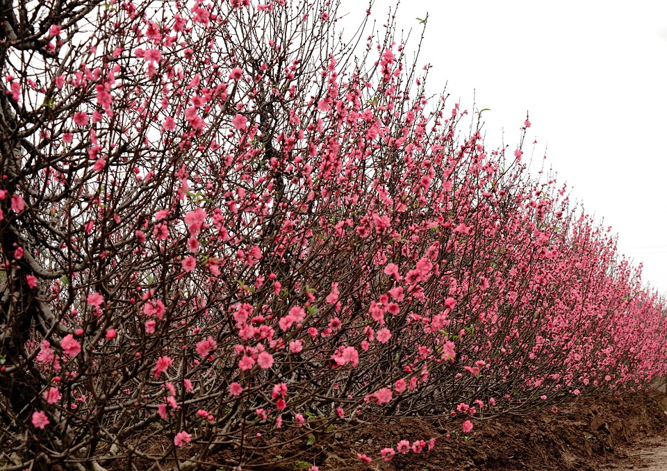 Peach Flowers Hanoi Spring - Free photo on Pixabay