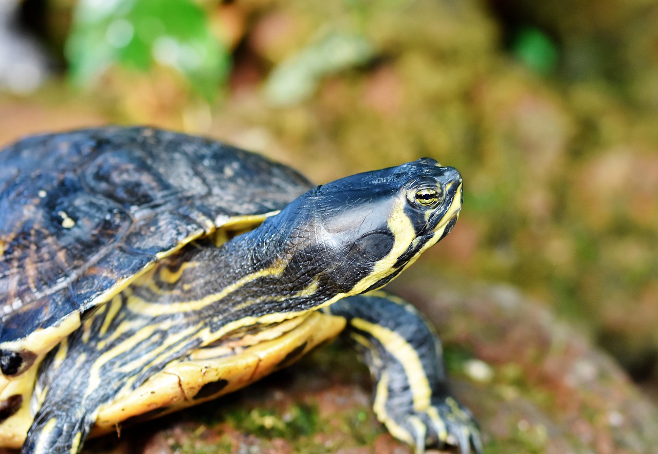 400+ Free Armored Animal & Tortoise Images - Pixabay