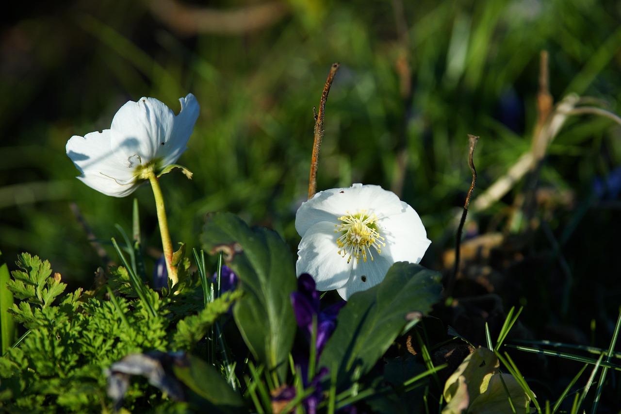 100+ kostenlose Schneerosen und Christrose-Bilder - Pixabay