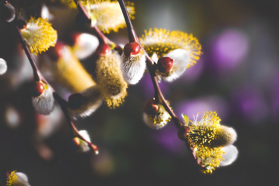 Willow Catkin Blossoms Spring - Free photo on Pixabay
