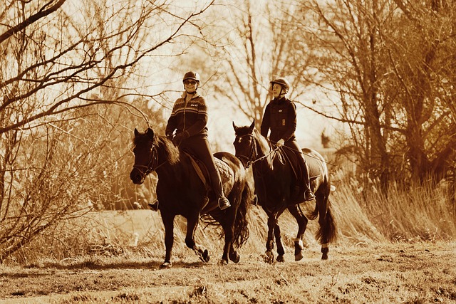 Reiten Pferdesport Fahrer - Kostenloses Foto auf Pixabay