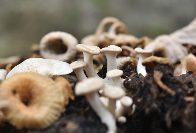 Champignon Humide Nature - Photo gratuite sur Pixabay - Pixabay
