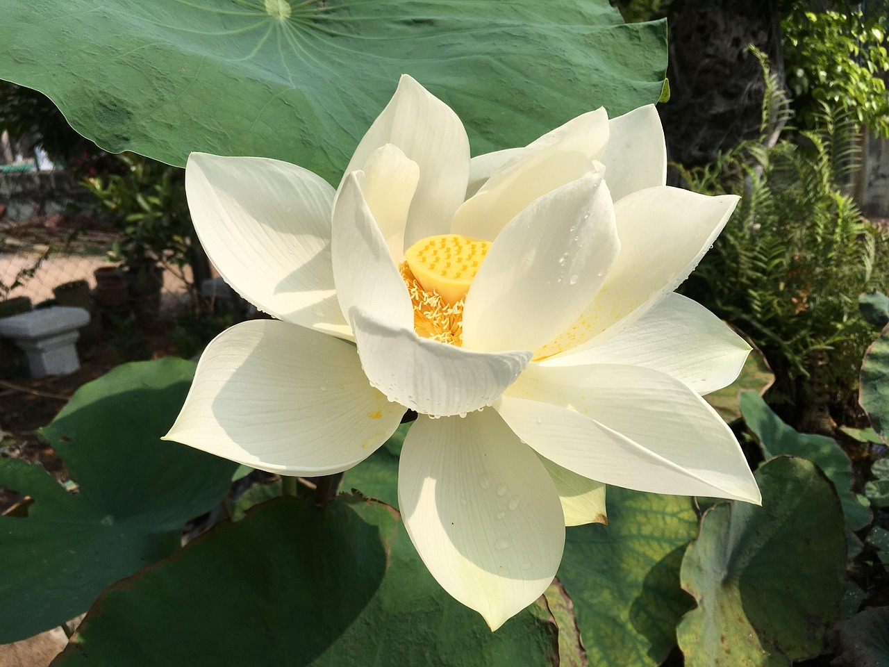 100+ Free Lotus Temple & Buddha Images - Pixabay