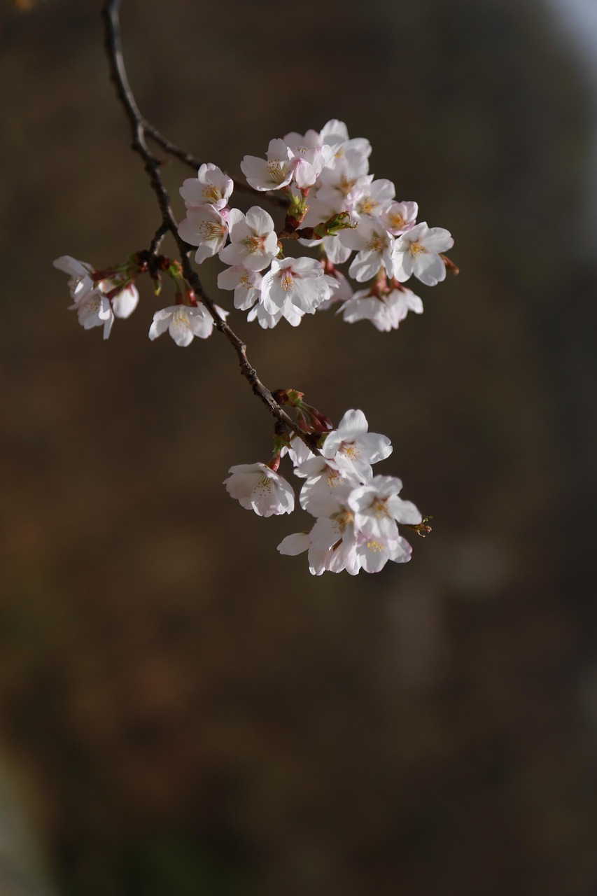 Más de 300 000 imágenes gratis de Fondo De Cerezos y Naturaleza - Pixabay