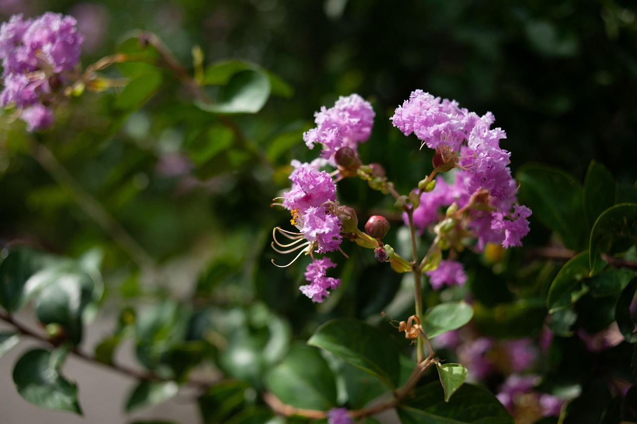 Summer Flowers Rosado - Foto gratis en Pixabay - Pixabay