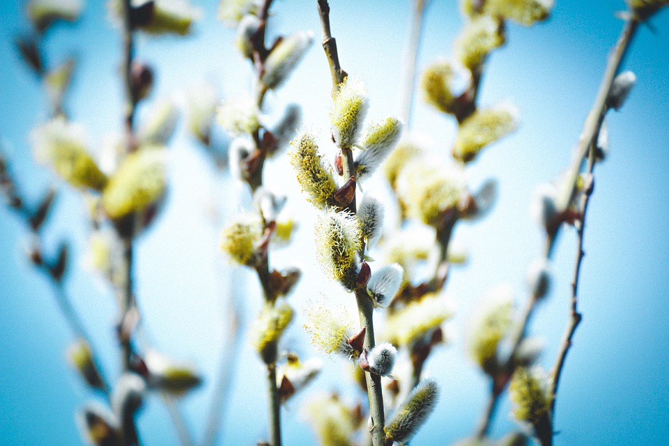 Willow Catkin Blossoms Spring - Free photo on Pixabay - Pixabay