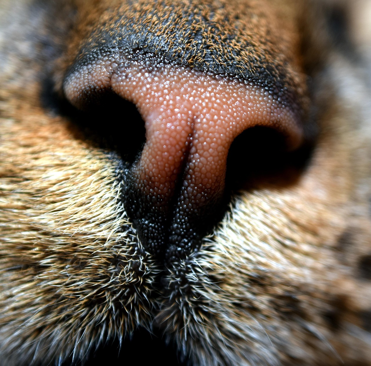 Cat Nose Animal Domestic Free Photo On Pixabay Pixabay