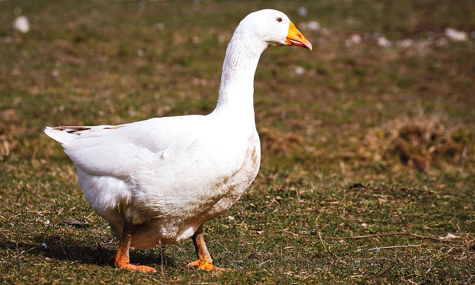 Gans Weiss Vogel - Kostenloses Foto auf Pixabay